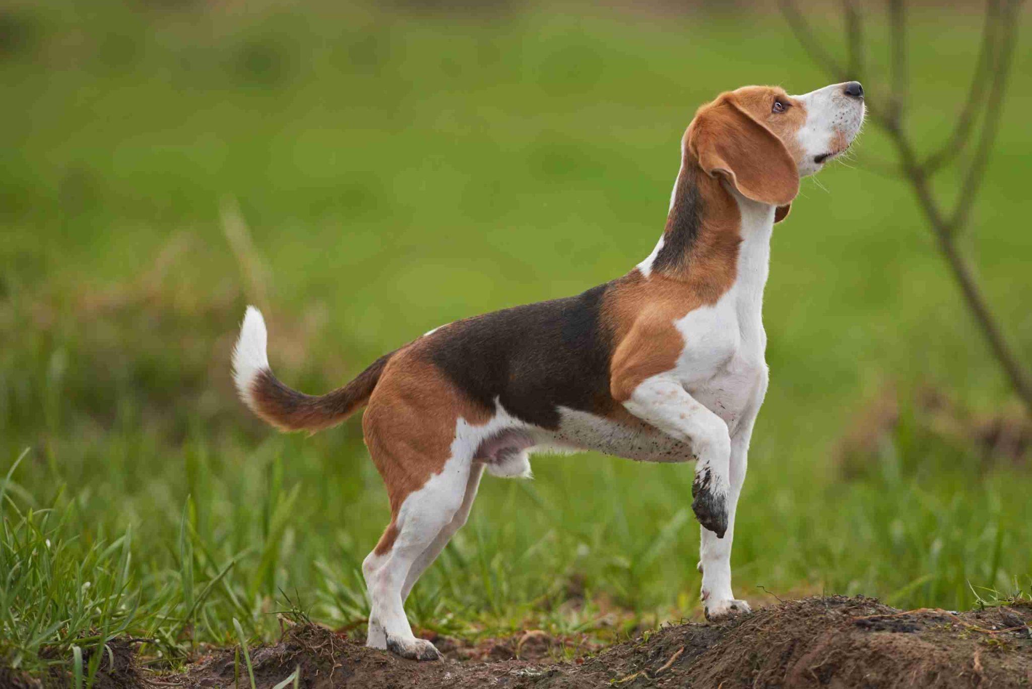 Beagle: O Snoopy da vida real
