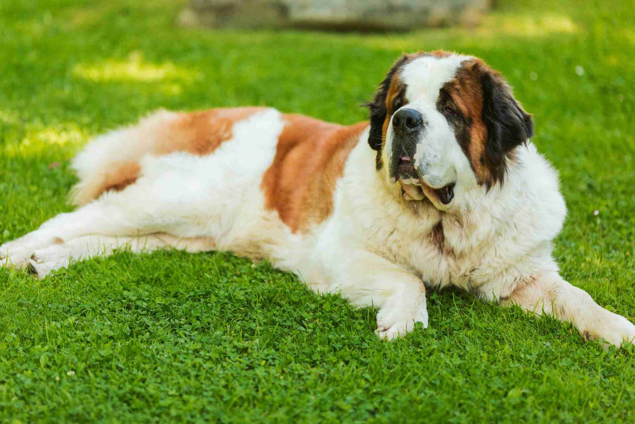 São Bernardo: o super cão dos Alpes - Dr. Bigodes