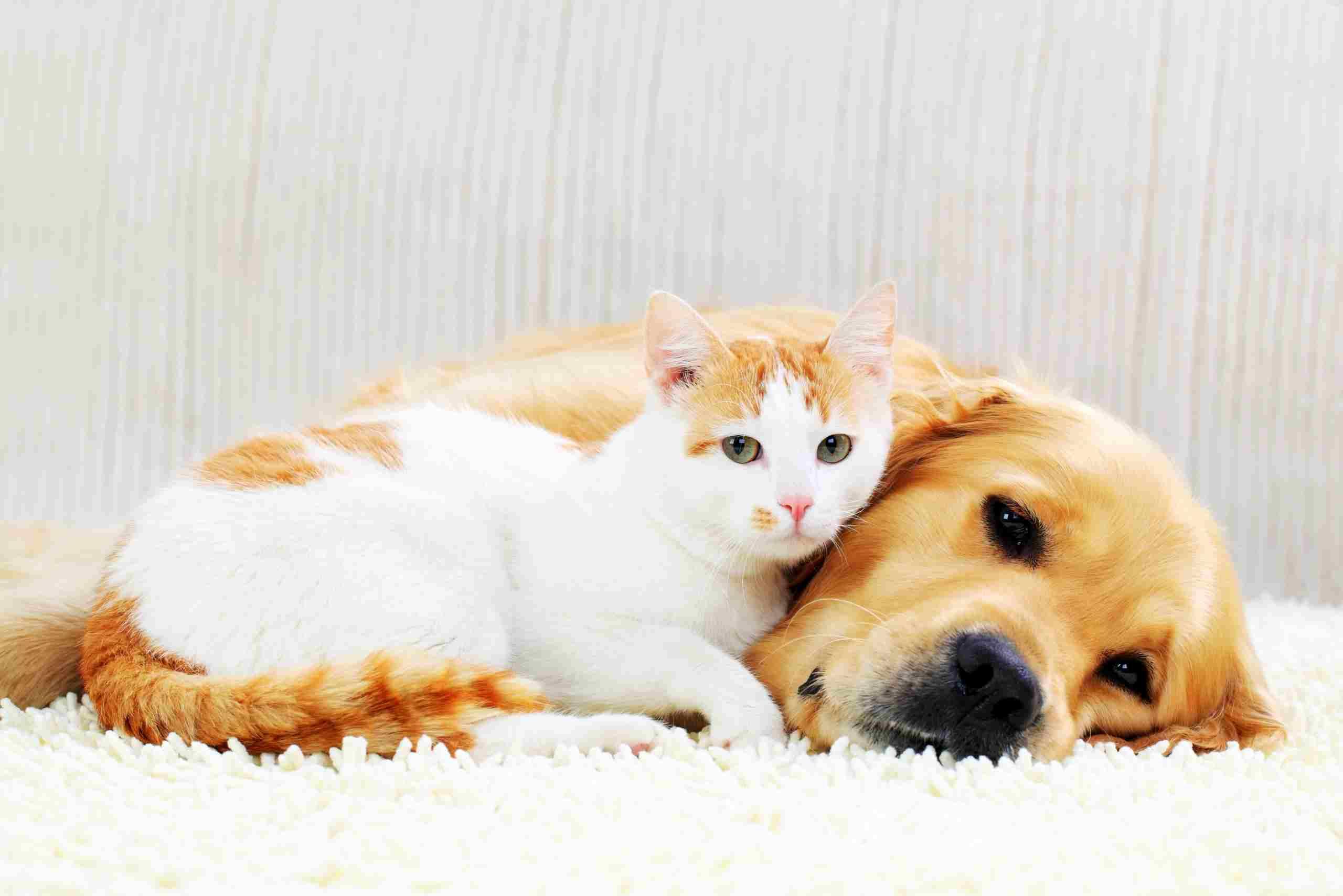 Chip em animais de estimação - Dr. Bigodes