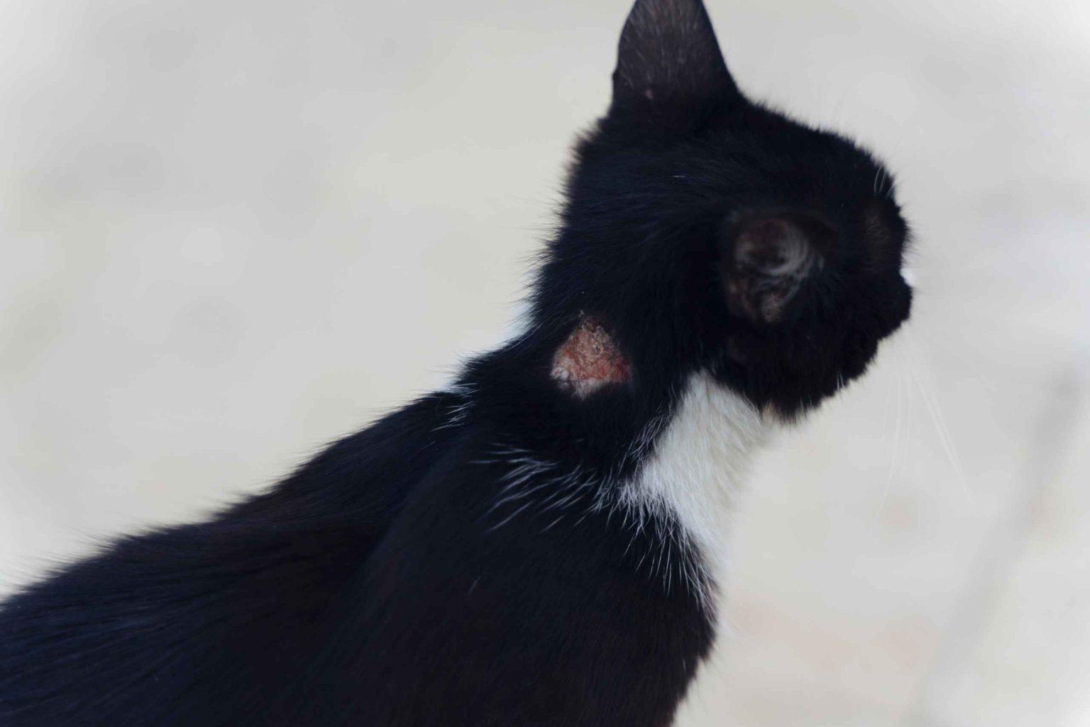 Como Tratar Dermatite em Gatos? - Dr. Bigodes