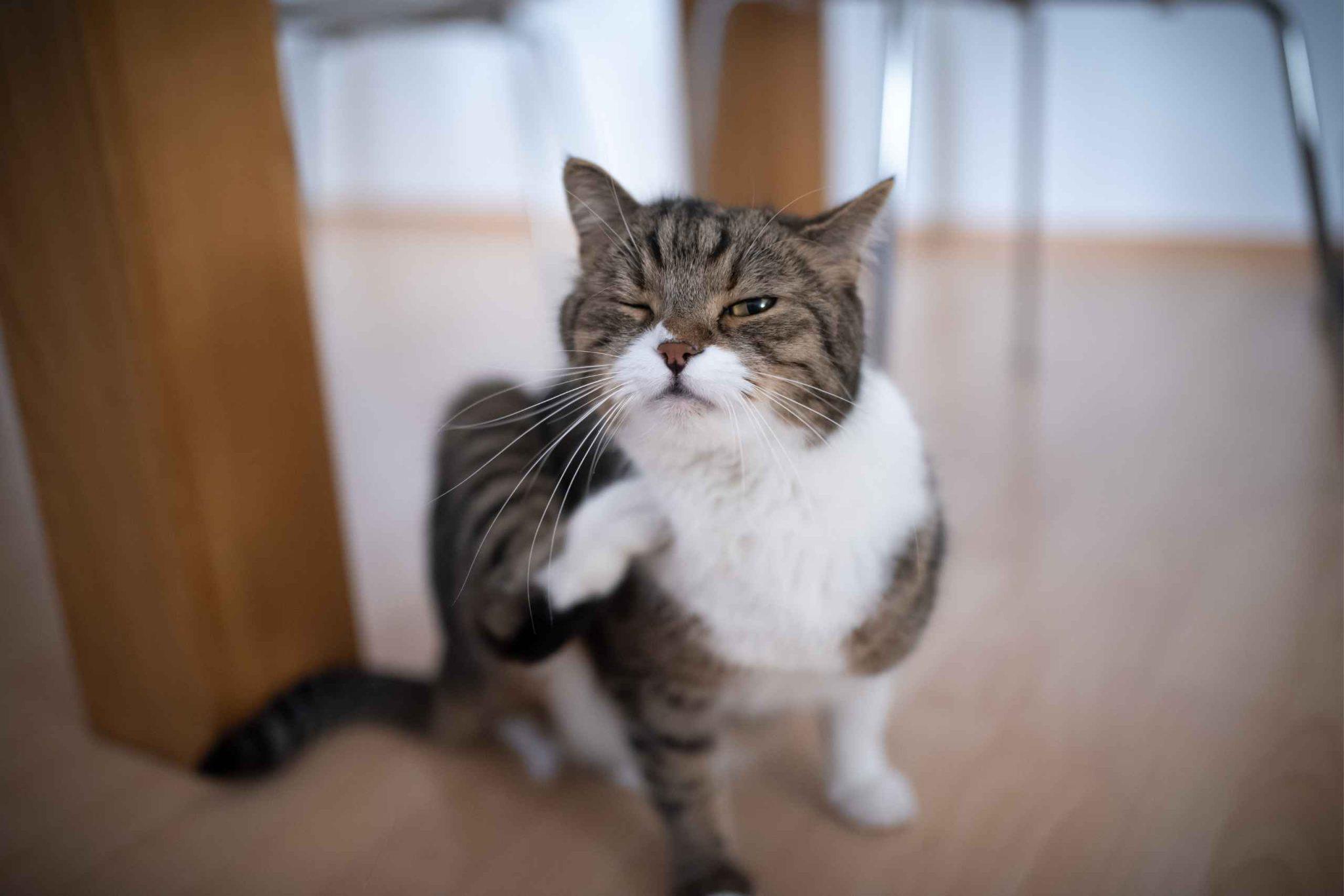 Diferenças entre Dermatite e Dermatite Atópica em Gatos