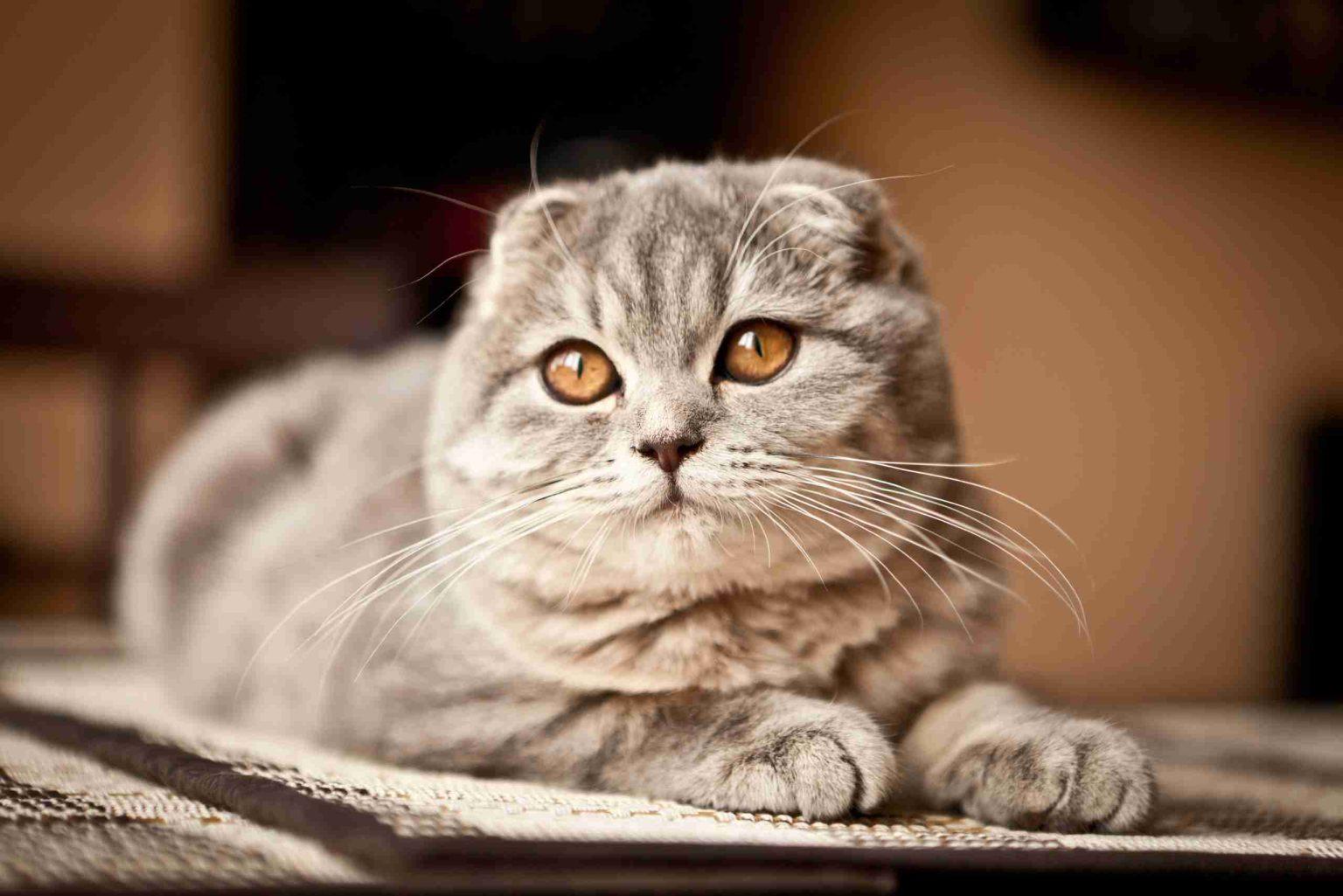 Scottish Fold: o que precisa de saber sobre esta raça - Dr. Bigodes